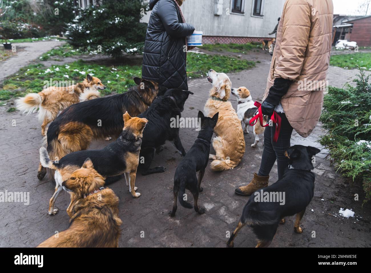 Two women feeding stray dogs from the animal shelter outdoor. High ...