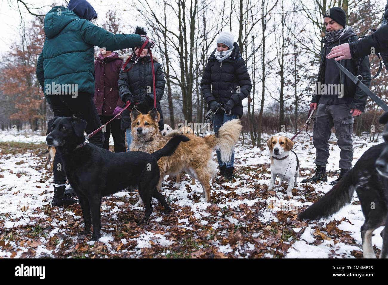 Group stray dogs hi-res stock photography and images - Alamy
