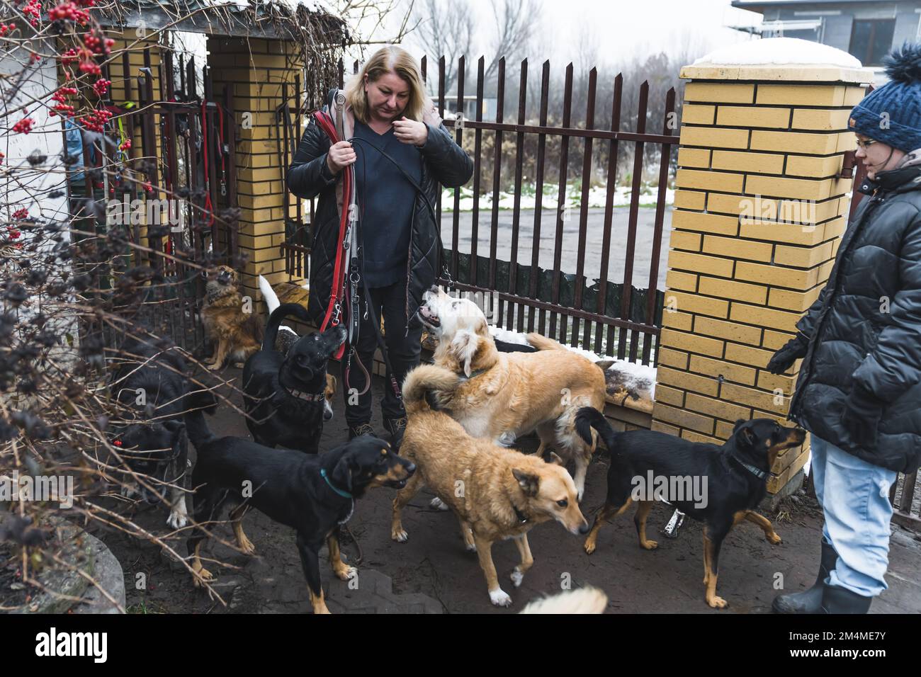 Two women surrounded by a pack of dogs outdoor . High quality photo ...