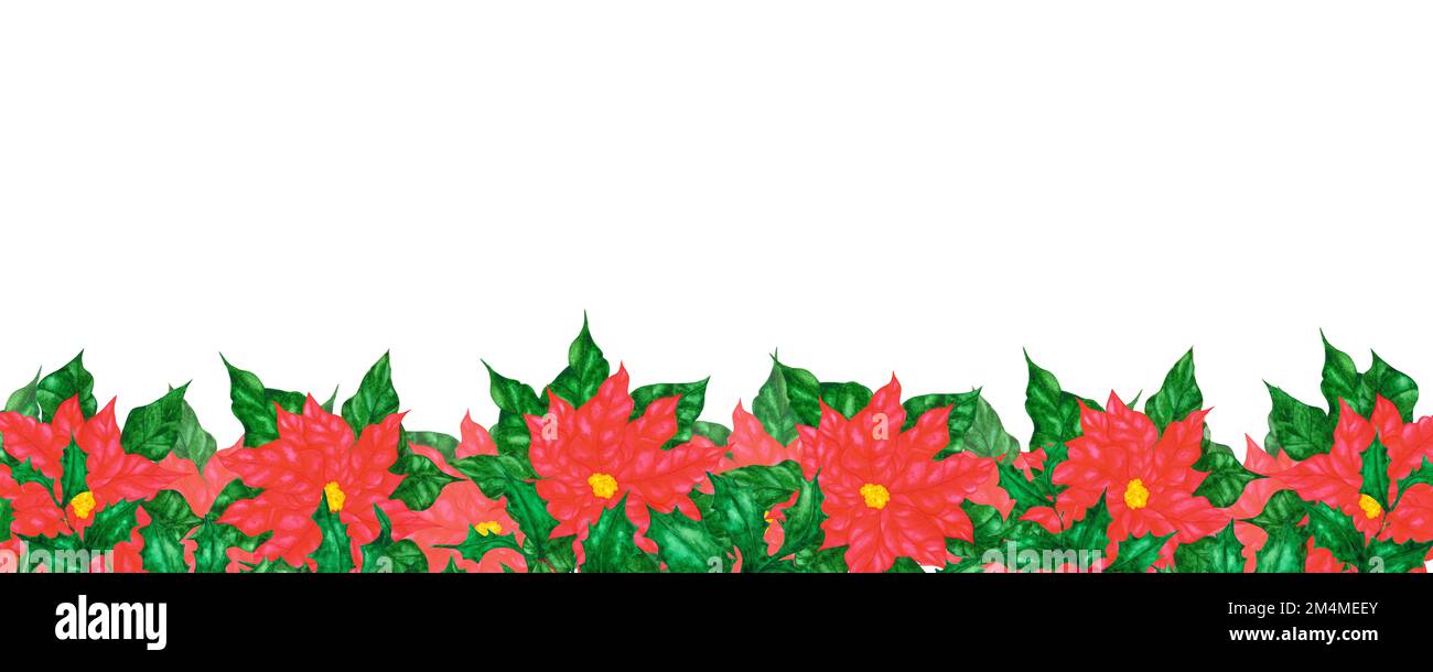Hand drawn watercolor holly twig and poinsettia banner. Christmass and ...