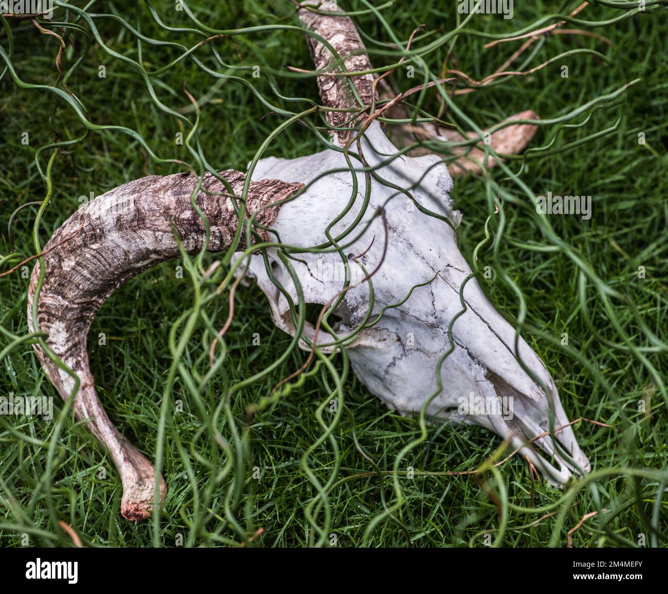 Ovis aries (domestic sheep) horned skull amidst curly rush that grows ...