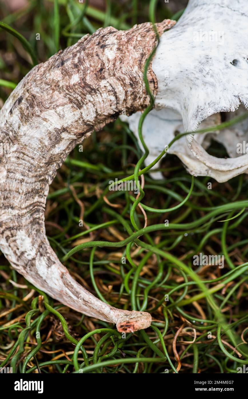 Ovis aries (domestic sheep) horned skull amidst curly rush that grows ...