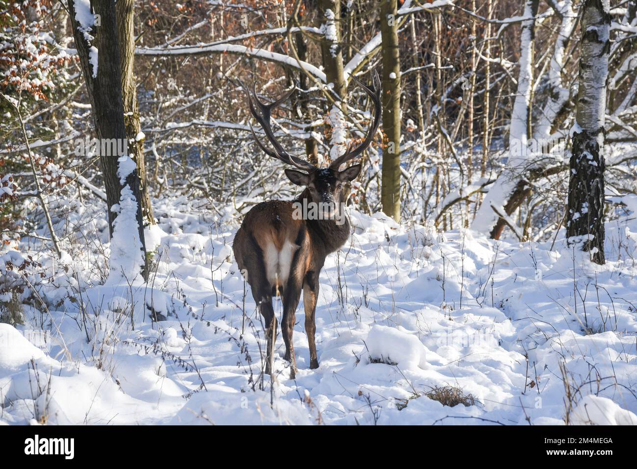 Portrait of a deer in winter in natural terrain Stock Photo - Alamy