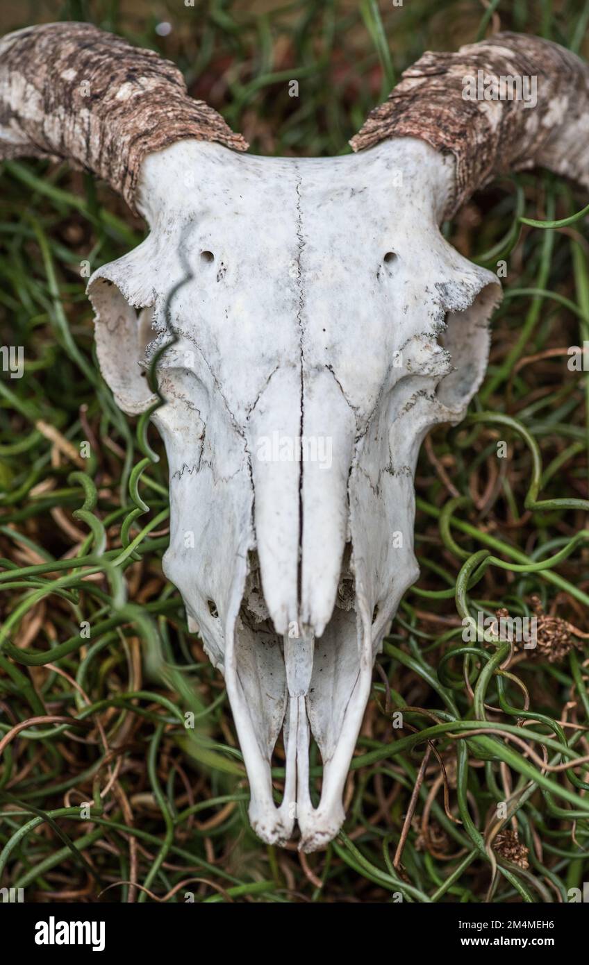 Ovis aries (domestic sheep) horned skull amidst curly rush that grows ...