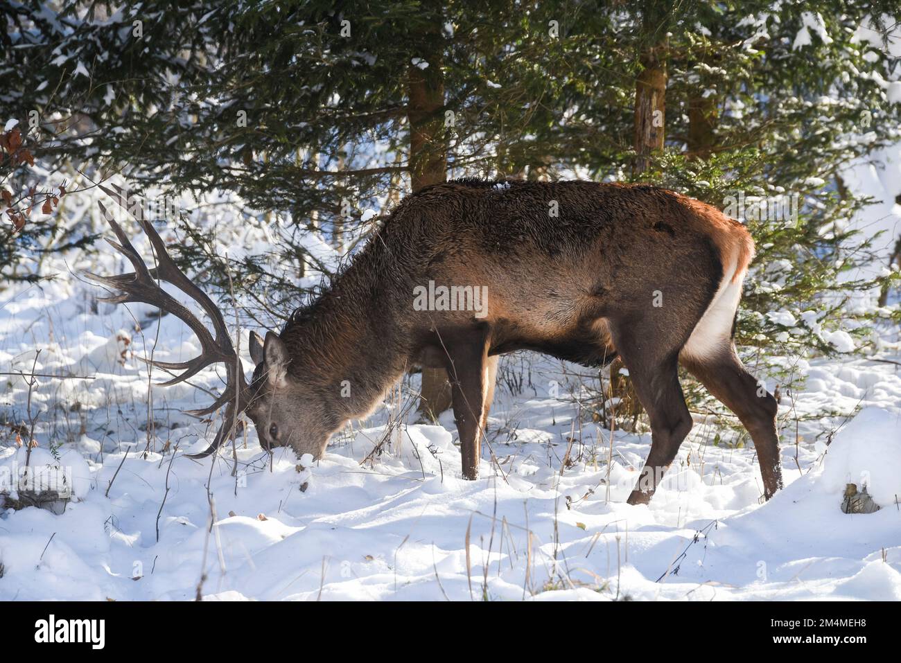 Portrait of a deer in winter in natural terrain Stock Photo - Alamy