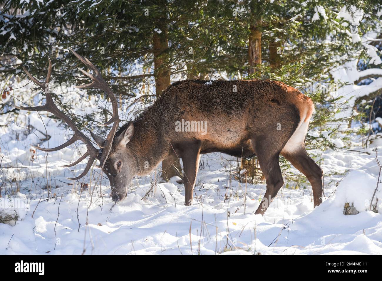 Portrait of a deer in winter in natural terrain Stock Photo - Alamy