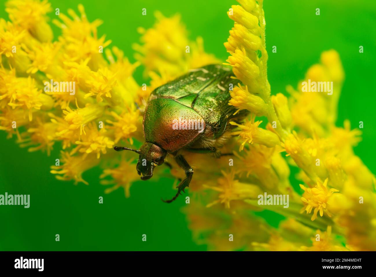 Copper chafer, Protaetia cuprea on blooming canadian goldenrod ...