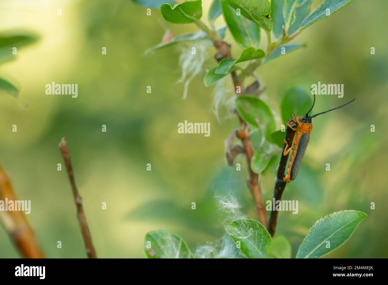 Eyed longhorn beetle, Oberea oculata on salix twig Stock Photo - Alamy