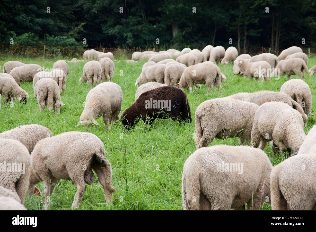A black sheep among the white ones (An association with the proverb: a ...