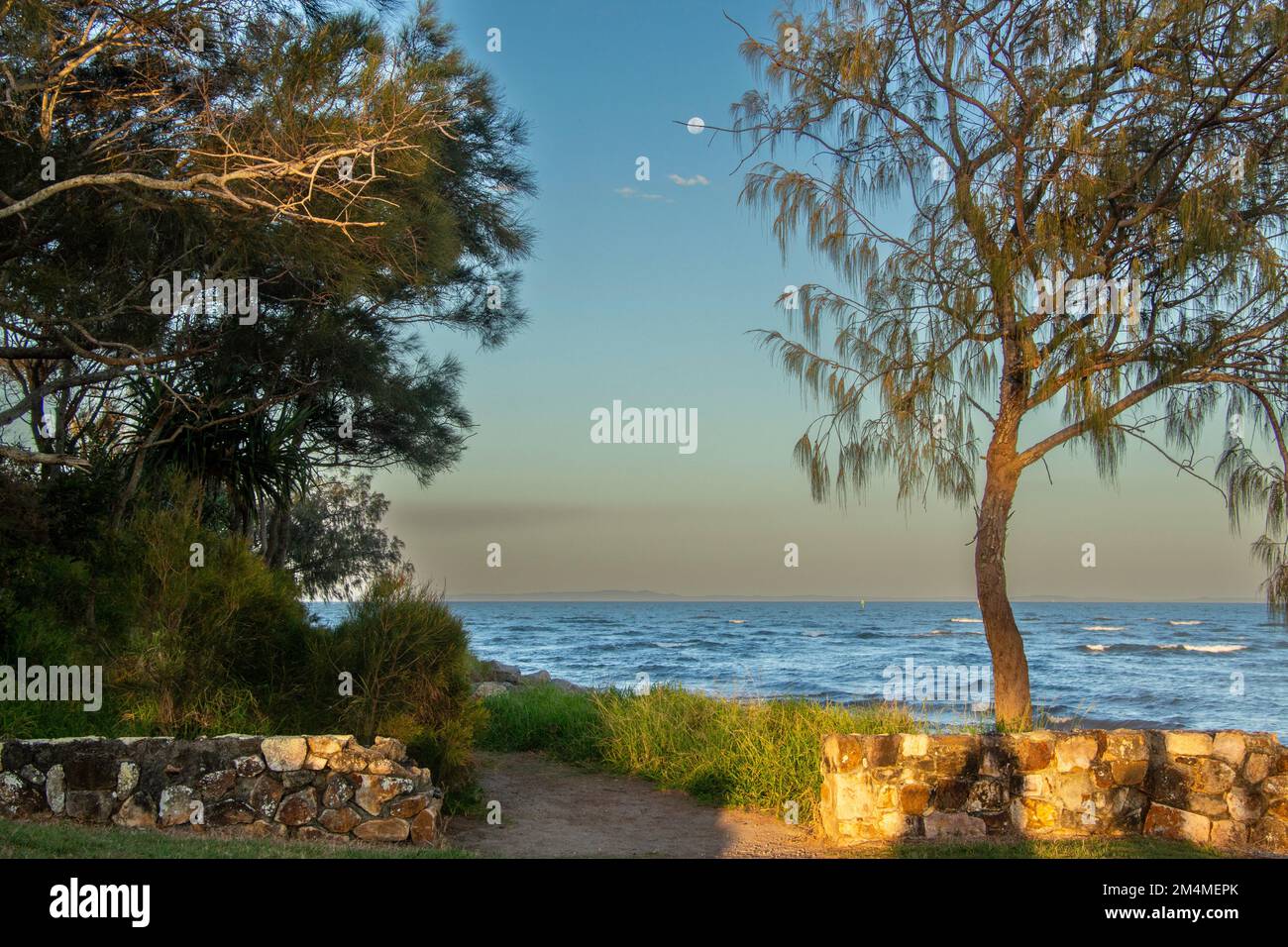 Cabage tree hi-res stock photography and images - Alamy
