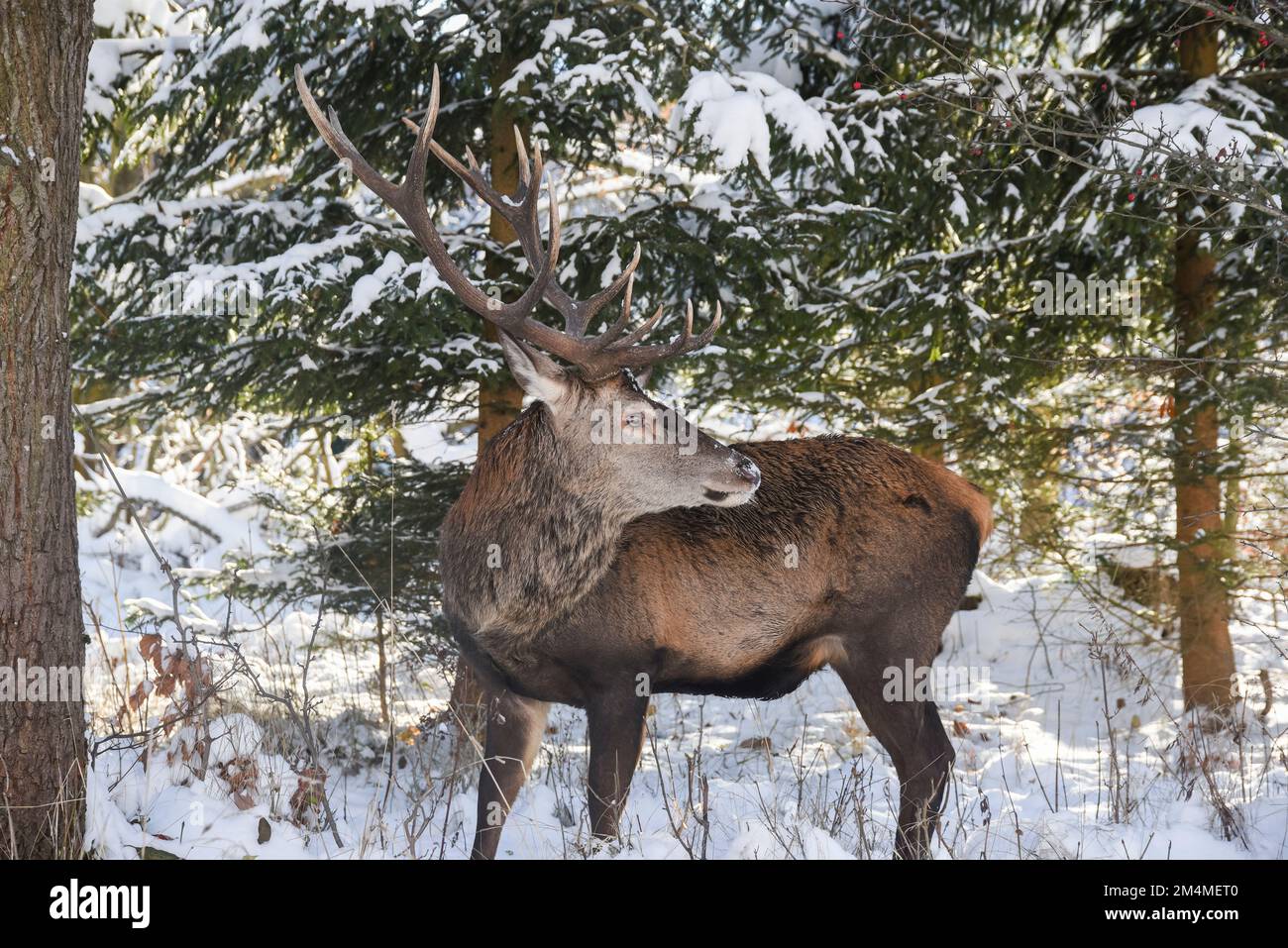Portrait of a deer in winter in natural terrain Stock Photo - Alamy