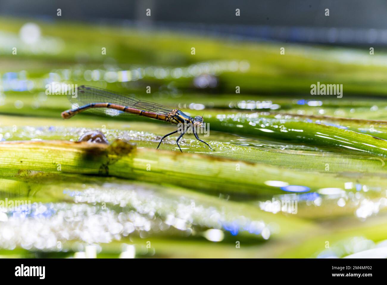 young dragonfly on water plant Stock Photo - Alamy