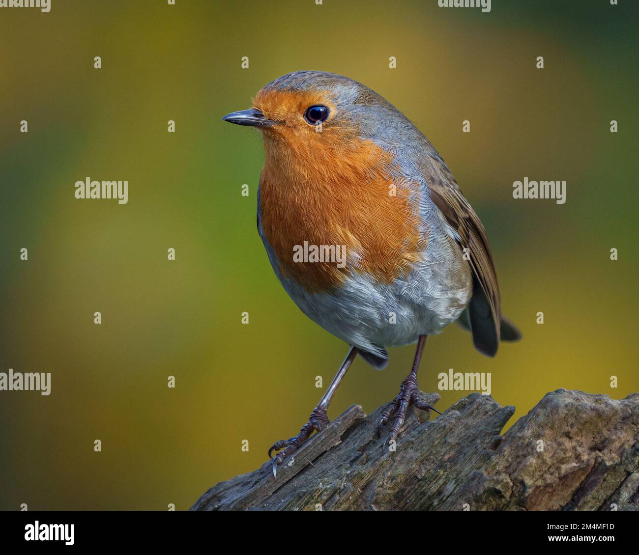 A beautiful Christmas robin. Leeds, UK: THESE INCREDIBLE images show a ...