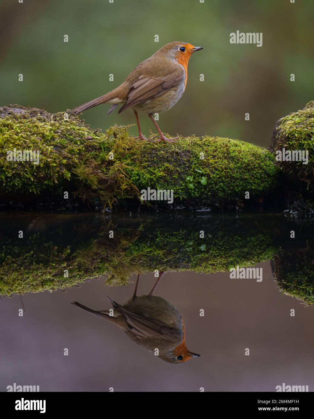 A stunning picture of a reflective robin. Leeds, UK: THESE INCREDIBLE ...