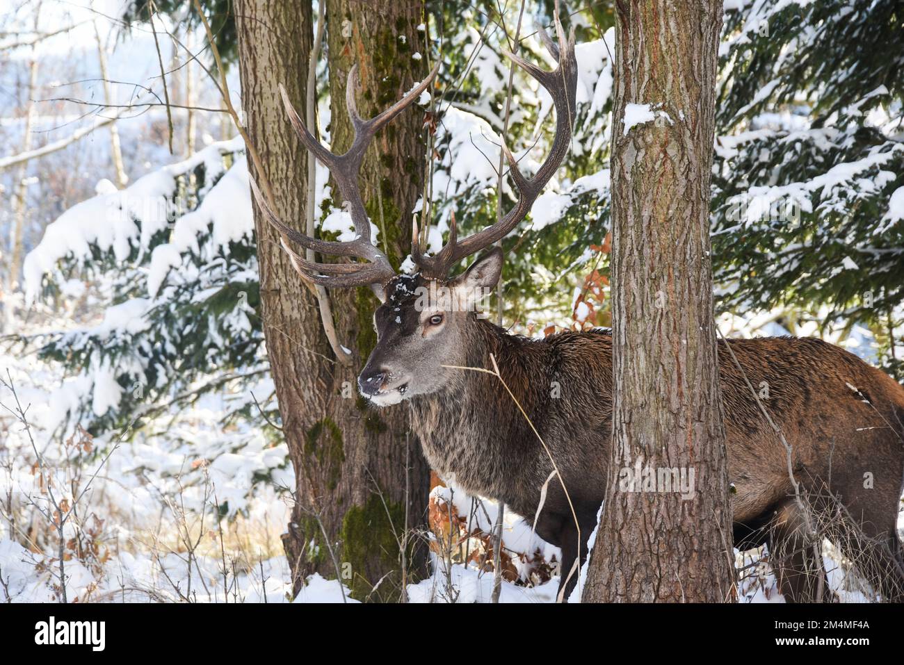 Portrait of a deer in winter in natural terrain Stock Photo - Alamy
