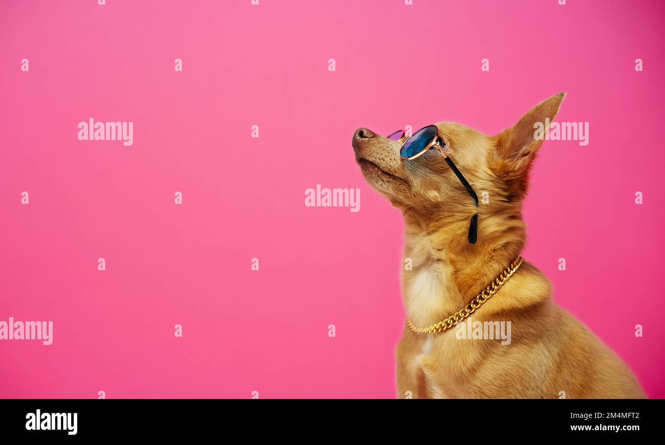 Small Dog Toy Terrier with eyeglasses and gold chain looking up against ...