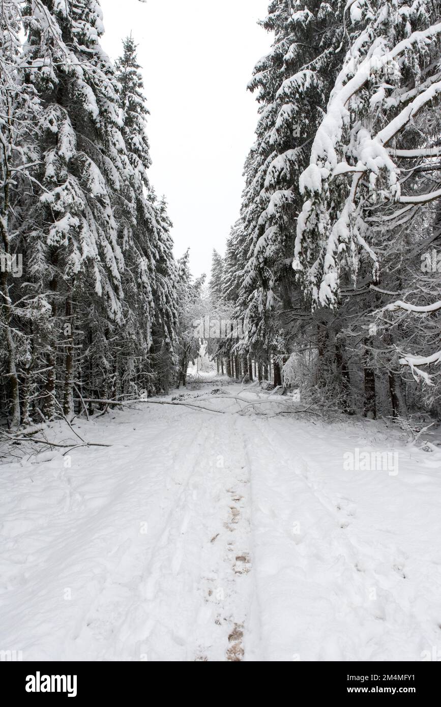 Pathway through snowy pine forest hi-res stock photography and images ...