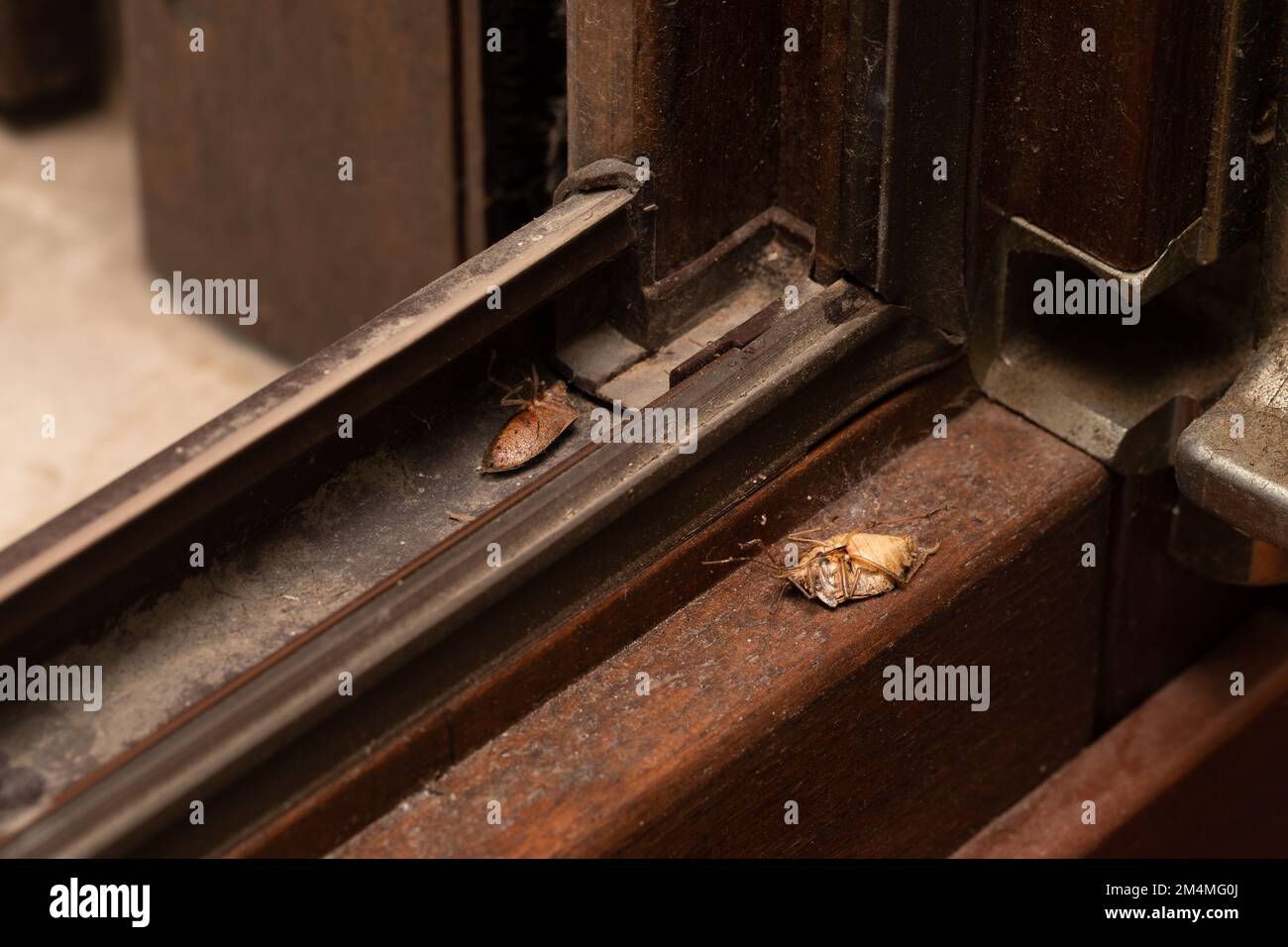 Brown Marmorated Stink Bug, Halyomorpha halys, hidden in the cracks of ...