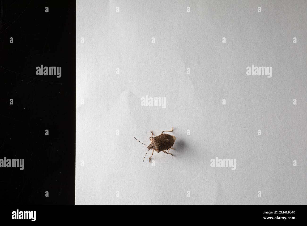 Brown marble stink bug, halyomorpha halys on white paper. Hide ...