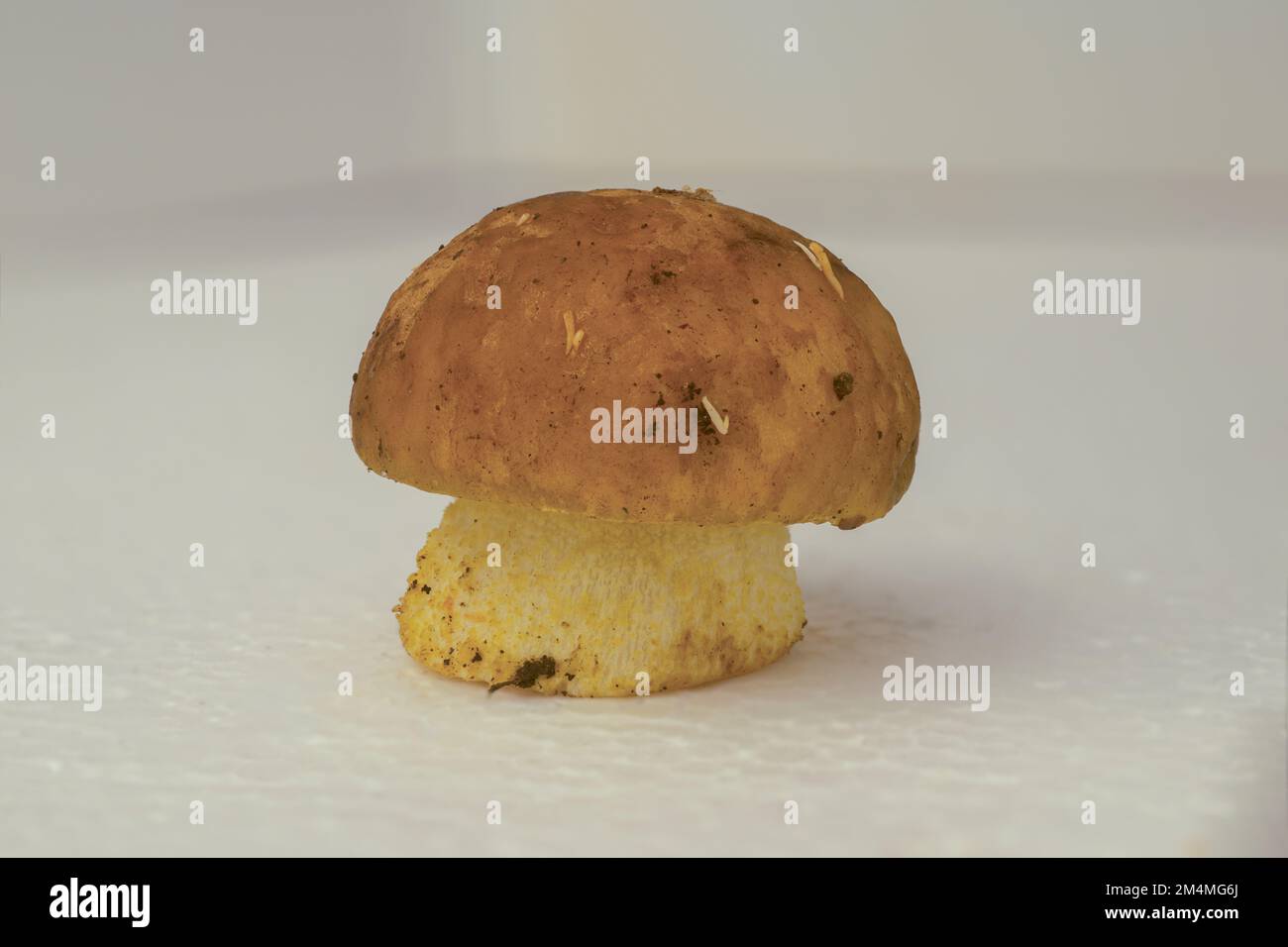 Mushroom (Leccinellum lepidum) a species of bolete in the Boletaceae ...