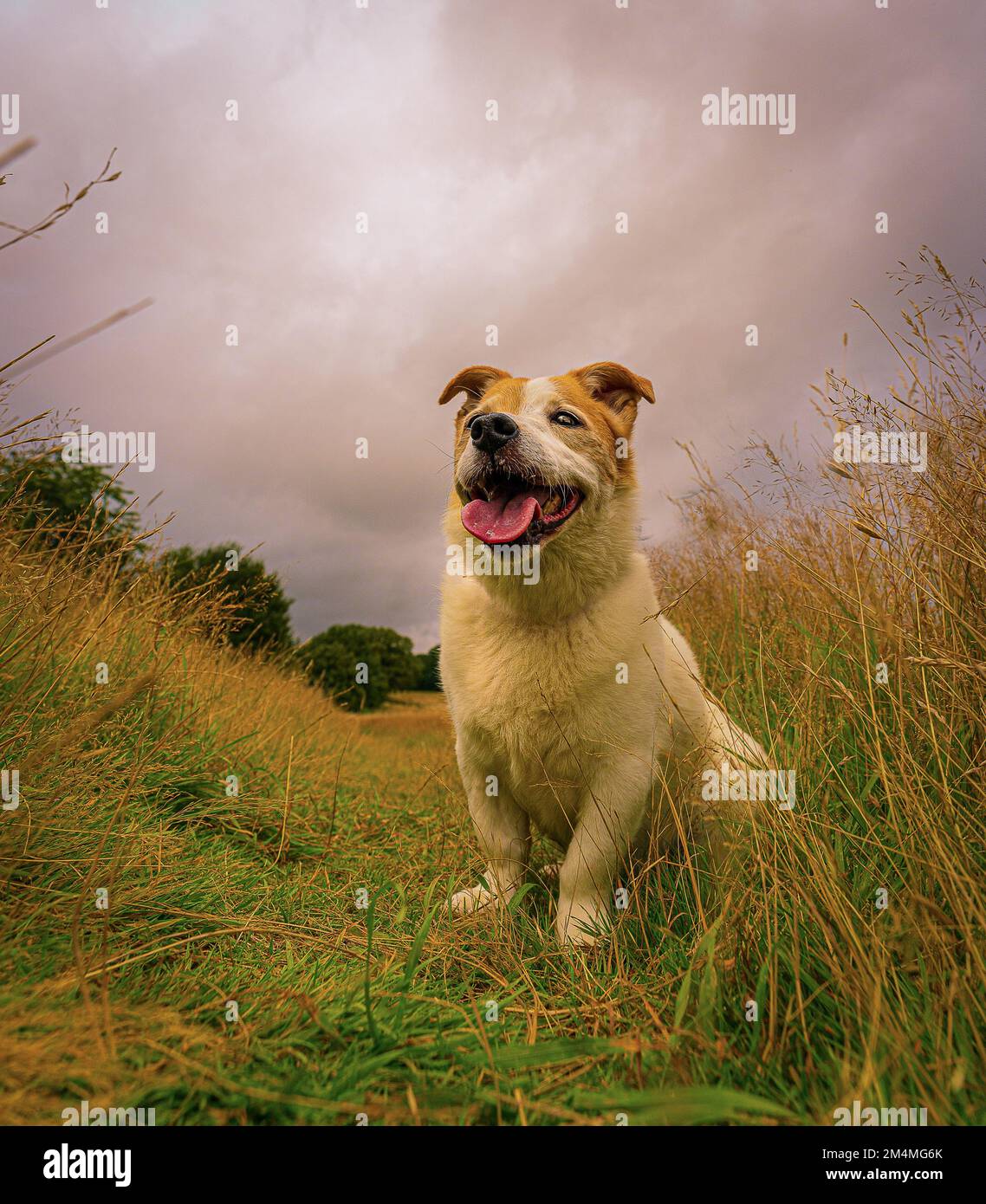 Dog in constable country hi-res stock photography and images - Alamy
