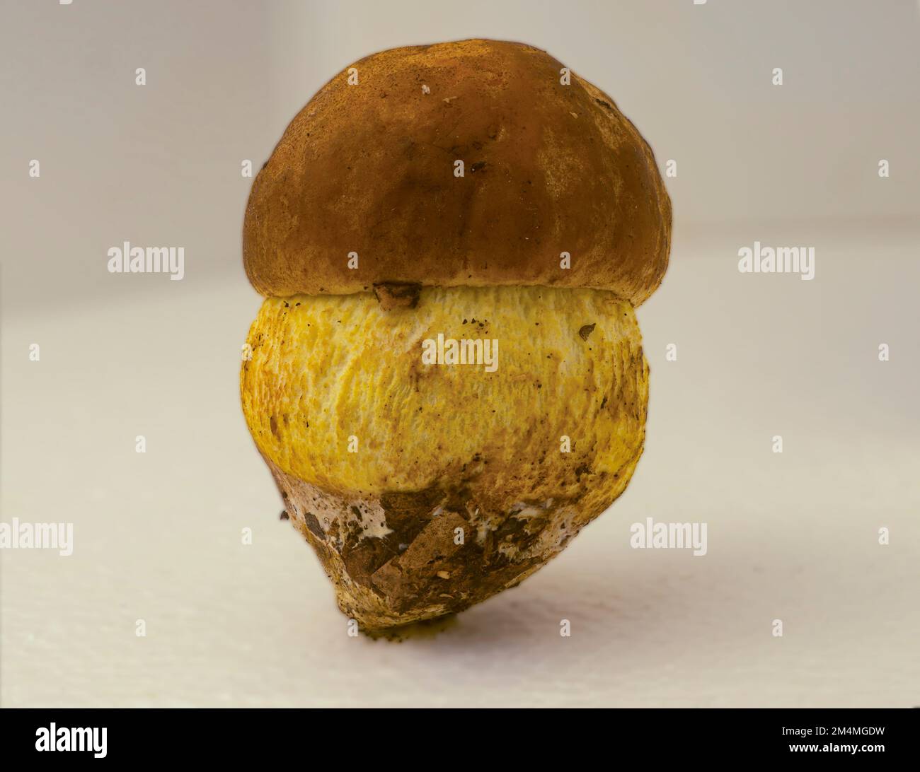 ushroom (Leccinellum lepidum) a species of bolete in the Boletaceae ...