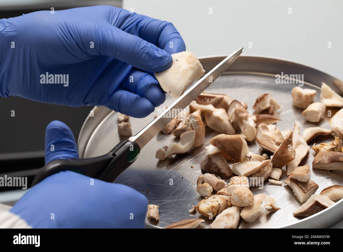 Close up view hands cut mushroom in tiny peaces over silver plate in ...