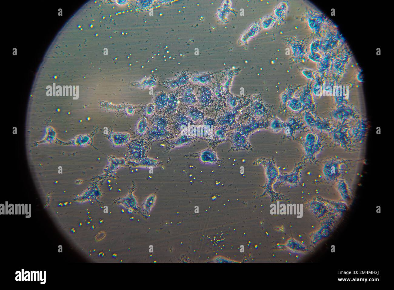 Top down view microscopic view small formations through microscope ...