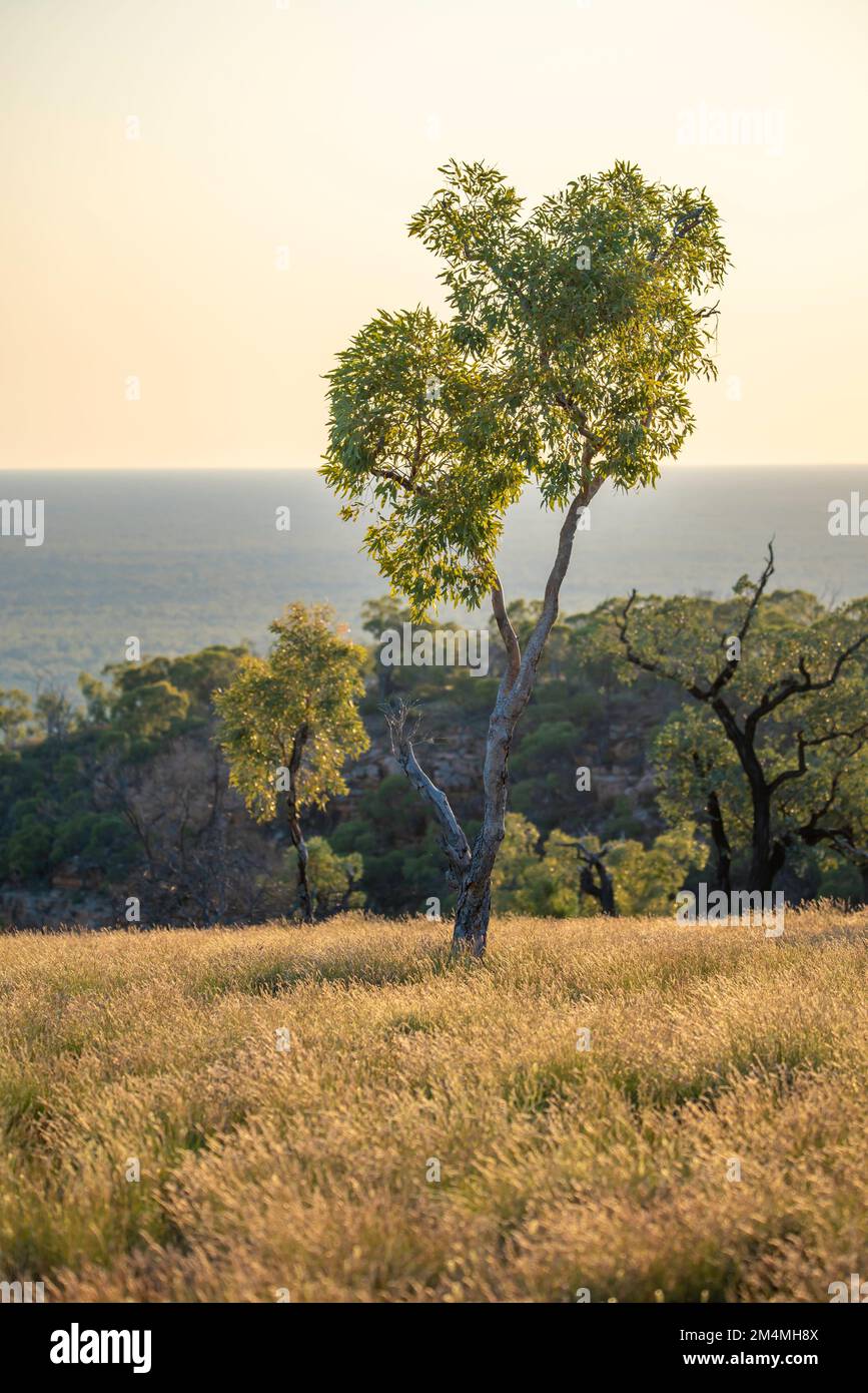 A Western Bloodwood tree (Corymbia terminalis) stands among the native ...