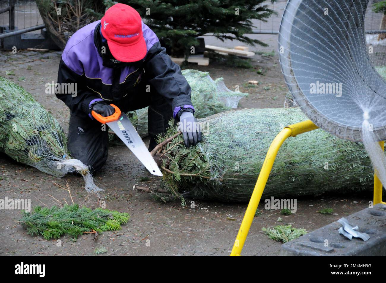 Copenhagen/Denmark/22 December 2022/ Christms trees for sale at ...