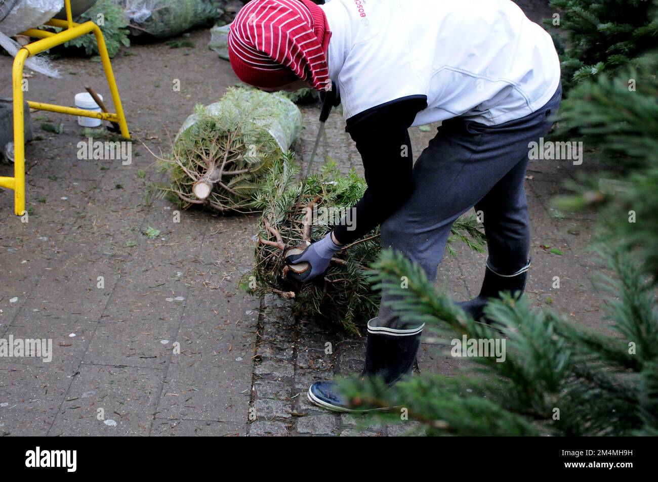 Copenhagen/Denmark/22 December 2022/ Christms trees for sale at ...