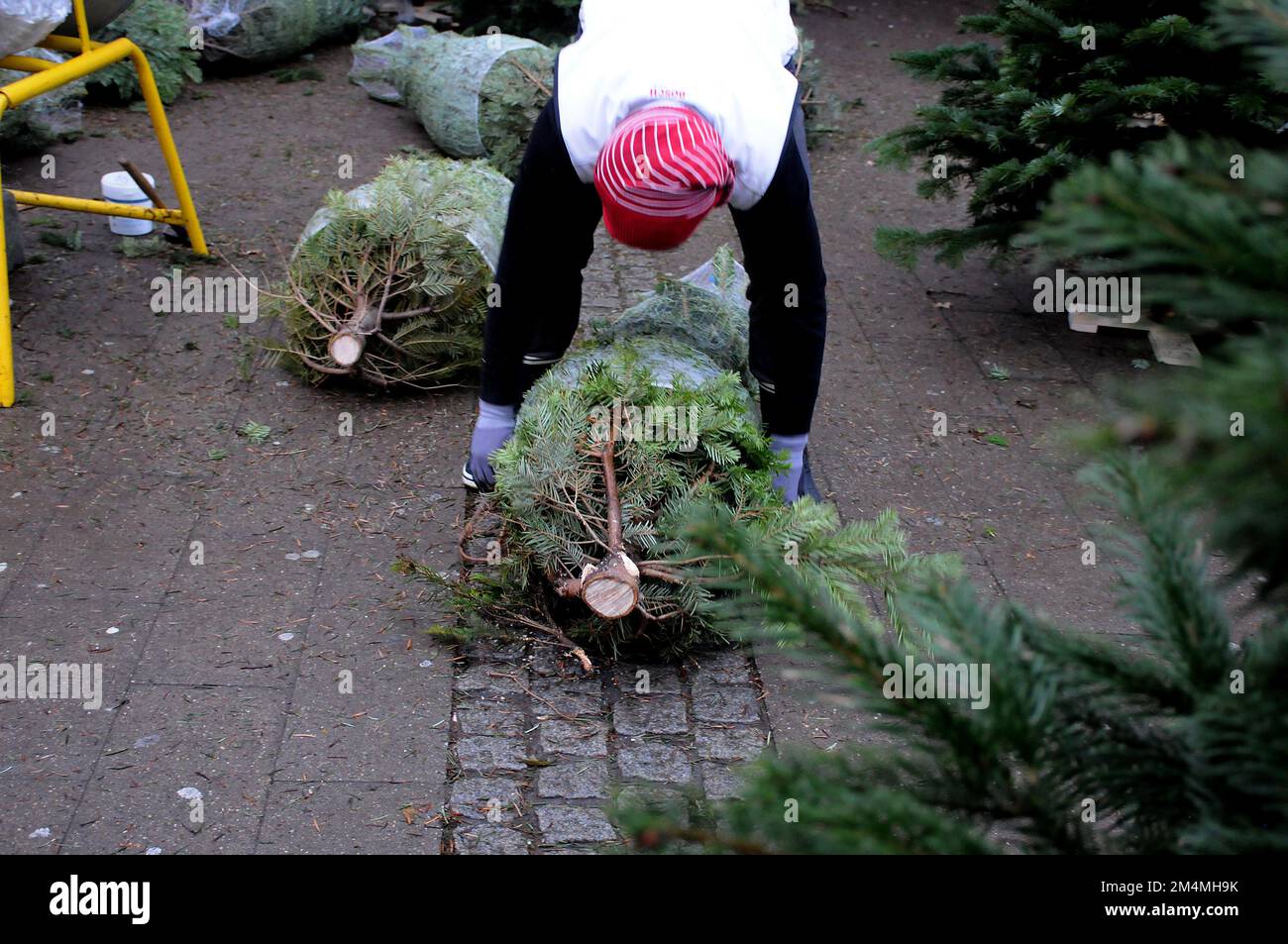Copenhagen/Denmark/22 December 2022/ Christms trees for sale at ...