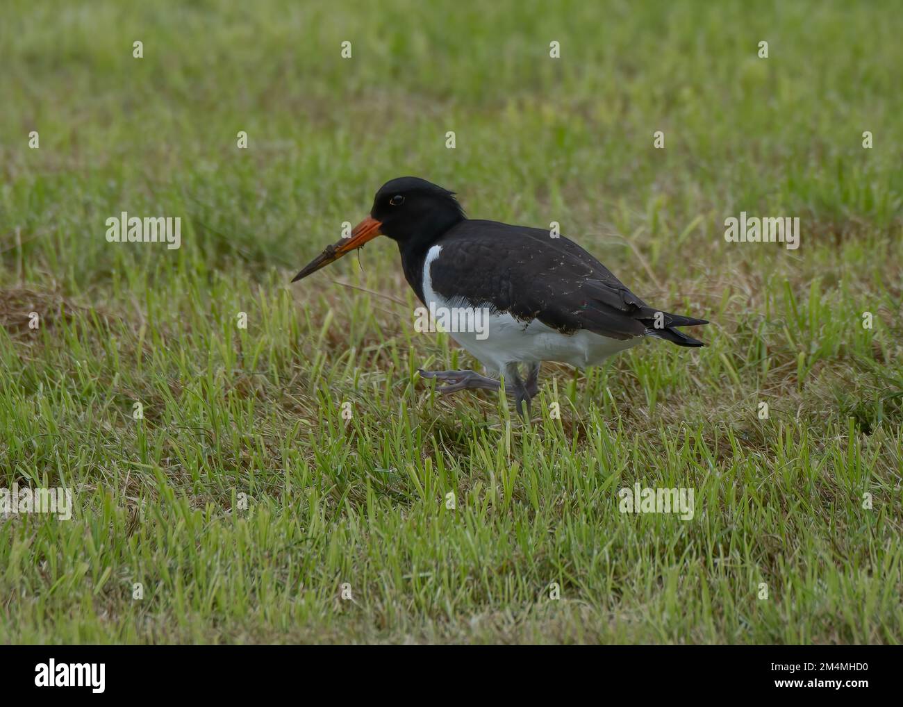 Oystercatcher (Haematopus ostralegus)walking through newly mown silage ...