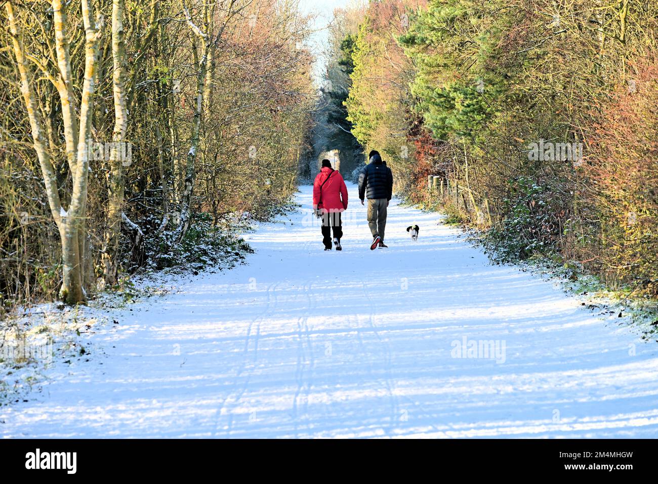 Walking the dog on a snowy crispy cold winters morning in the woods at ...