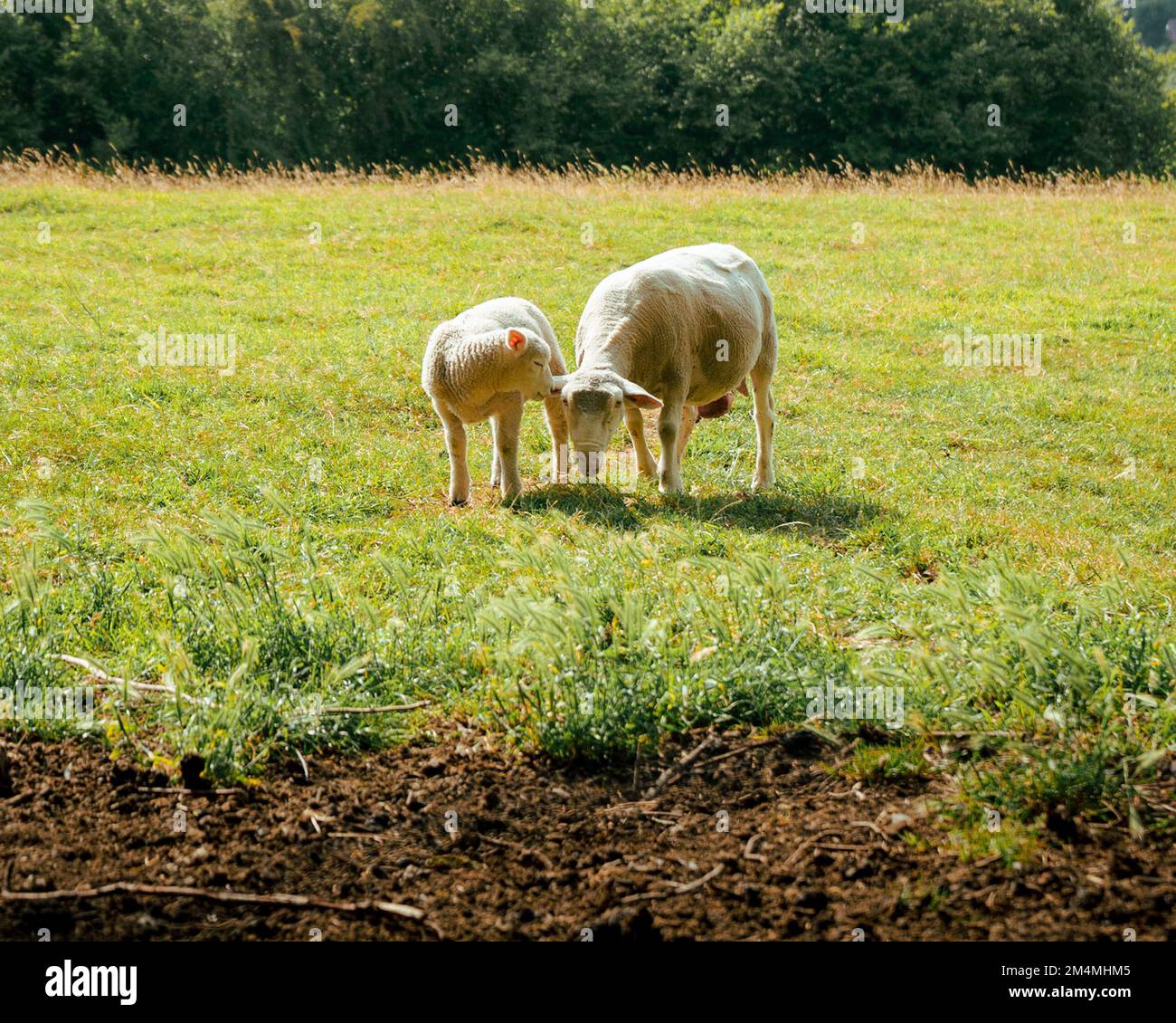 An adorable Texel sheep baby and mother grazing in lush green meadow ...