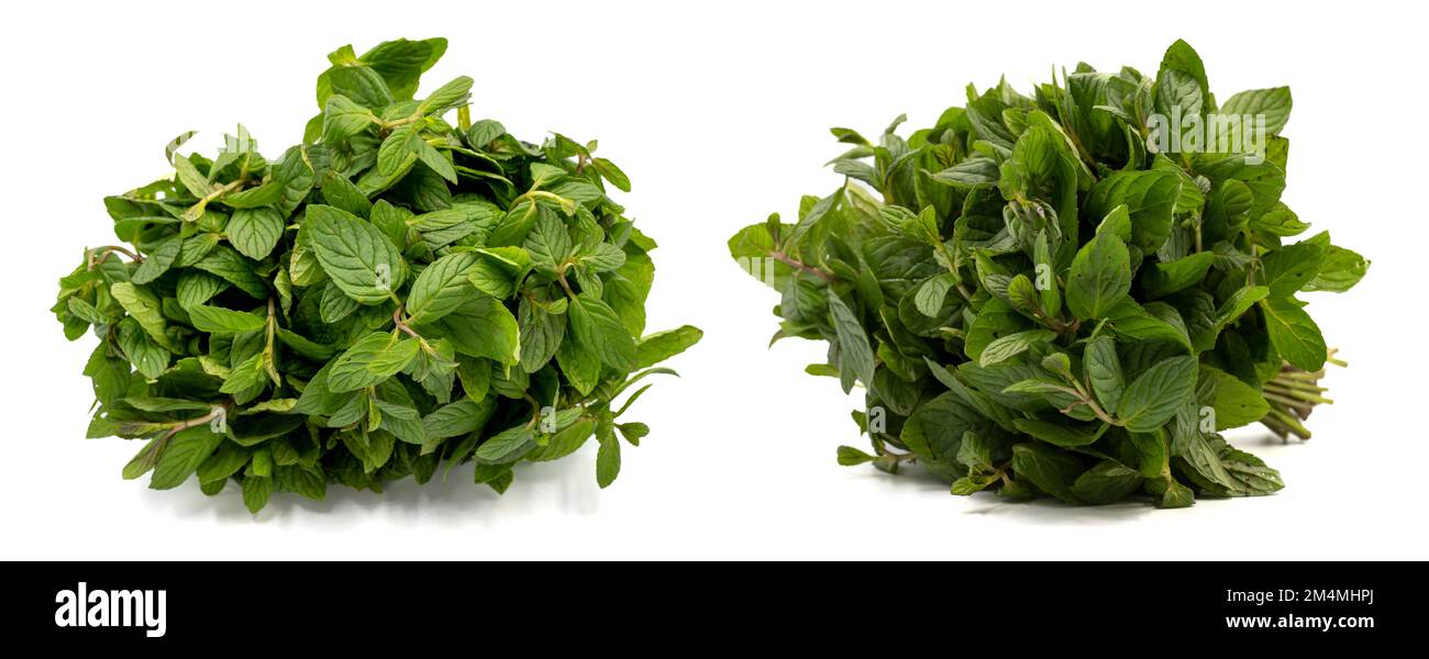 Set of Mint images. Mint isolated on a white background. Clipping Path ...