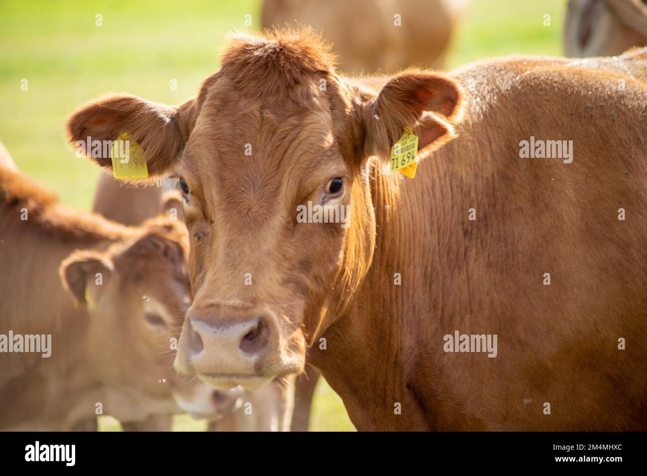 Young cows on spring meadow hi-res stock photography and images - Alamy