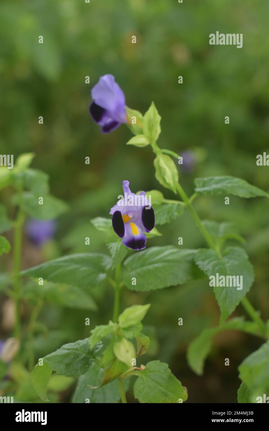 A closeup of Torenia fournieri, the bluewings or wishbone flower Stock ...