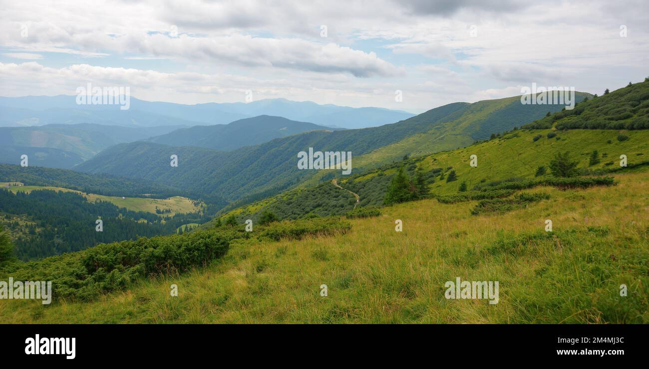 carpathian mountain range in summer. landscape with forested hills and ...
