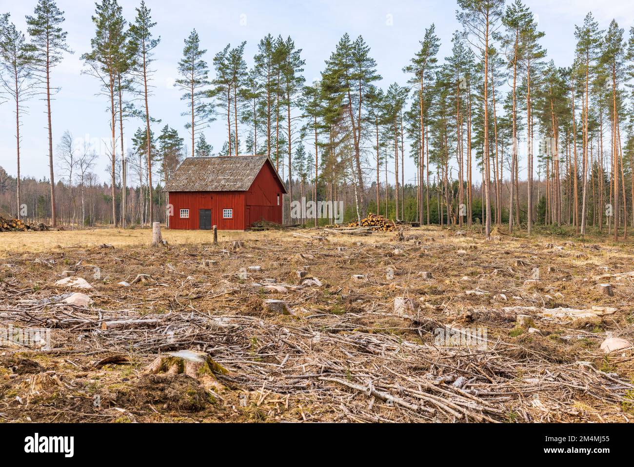 Clearcutting area with an old red shed Stock Photo - Alamy