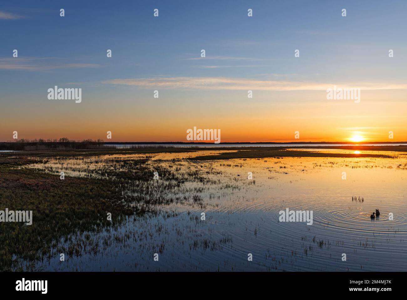Wetland landscape with birds at sunset hi-res stock photography and ...