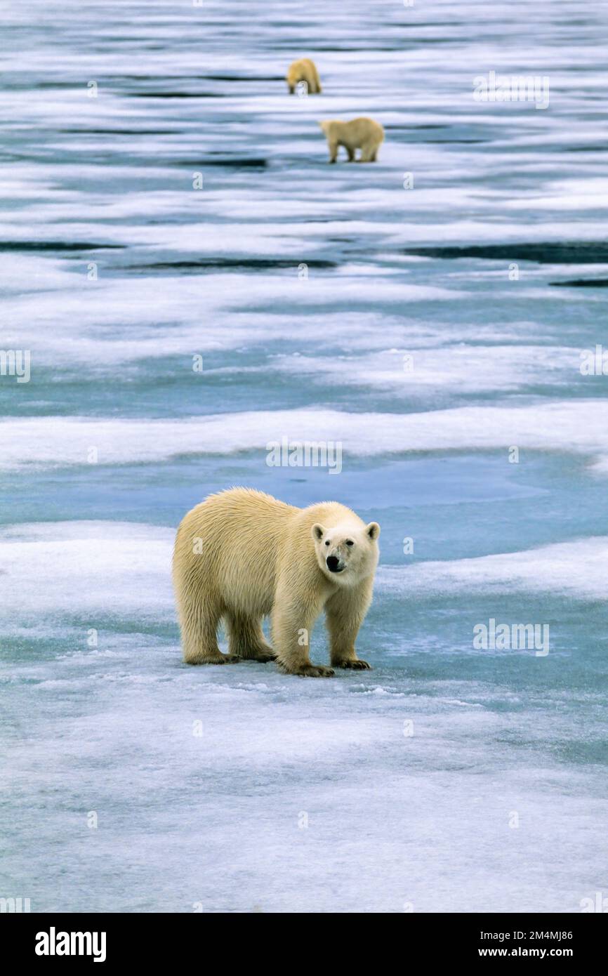 Polar bears on the melting ice in Arctic Stock Photo - Alamy