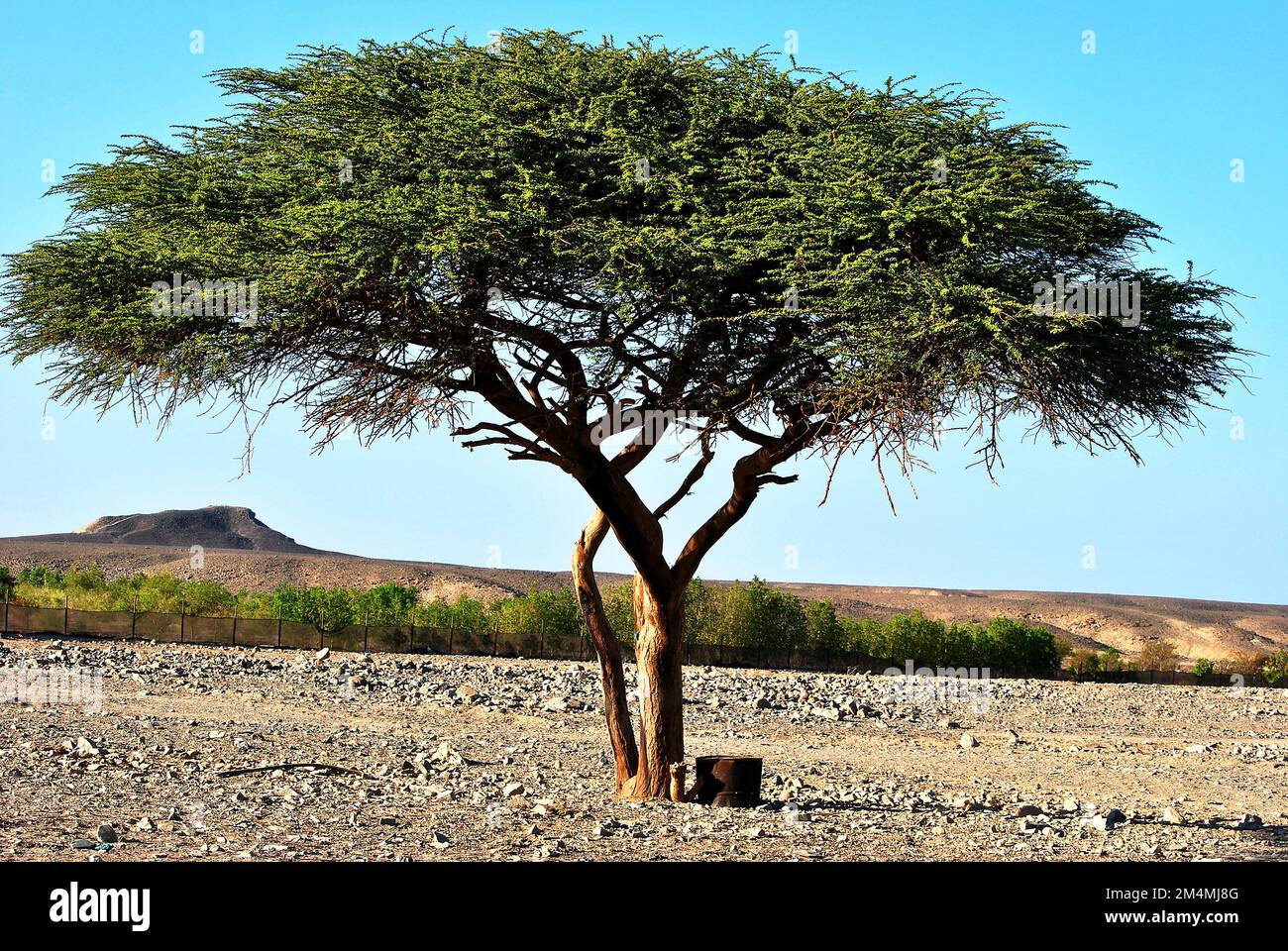 African field hi-res stock photography and images - Alamy