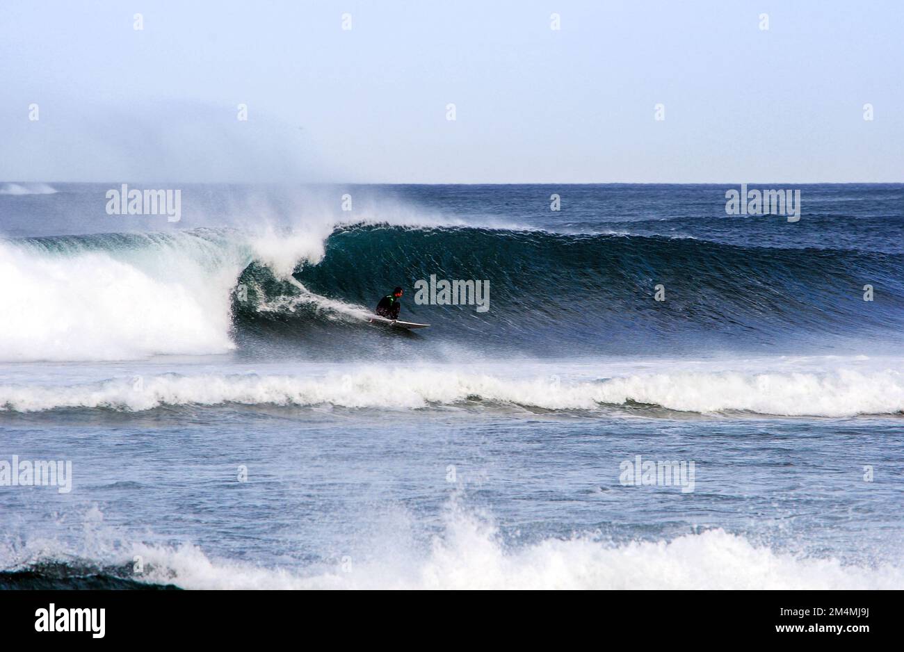 Surfing with wildlife hi-res stock photography and images - Alamy