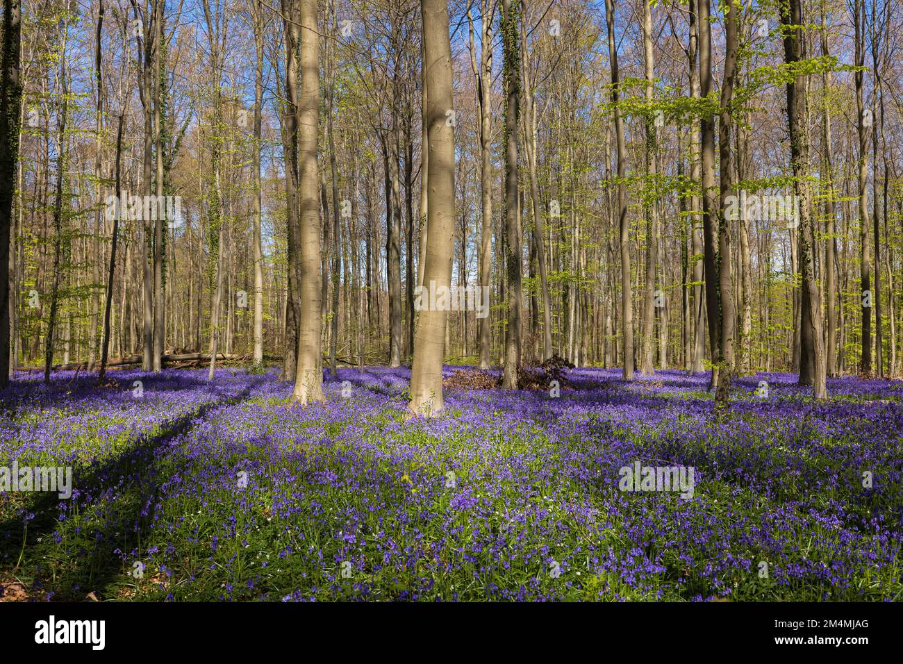 HAL, Belgium - April 20, 2022: The Hall forest with its carpet of blue ...