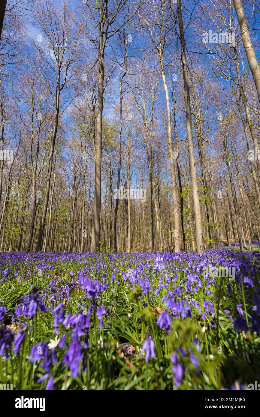 HAL, Belgium - April 20, 2022: The Hall forest with its carpet of blue ...