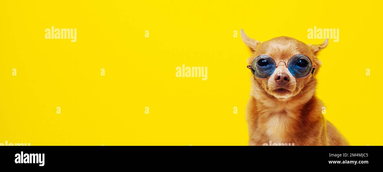 Serious pedigree dog wearing blue sunglasses against yellow backdrop ...