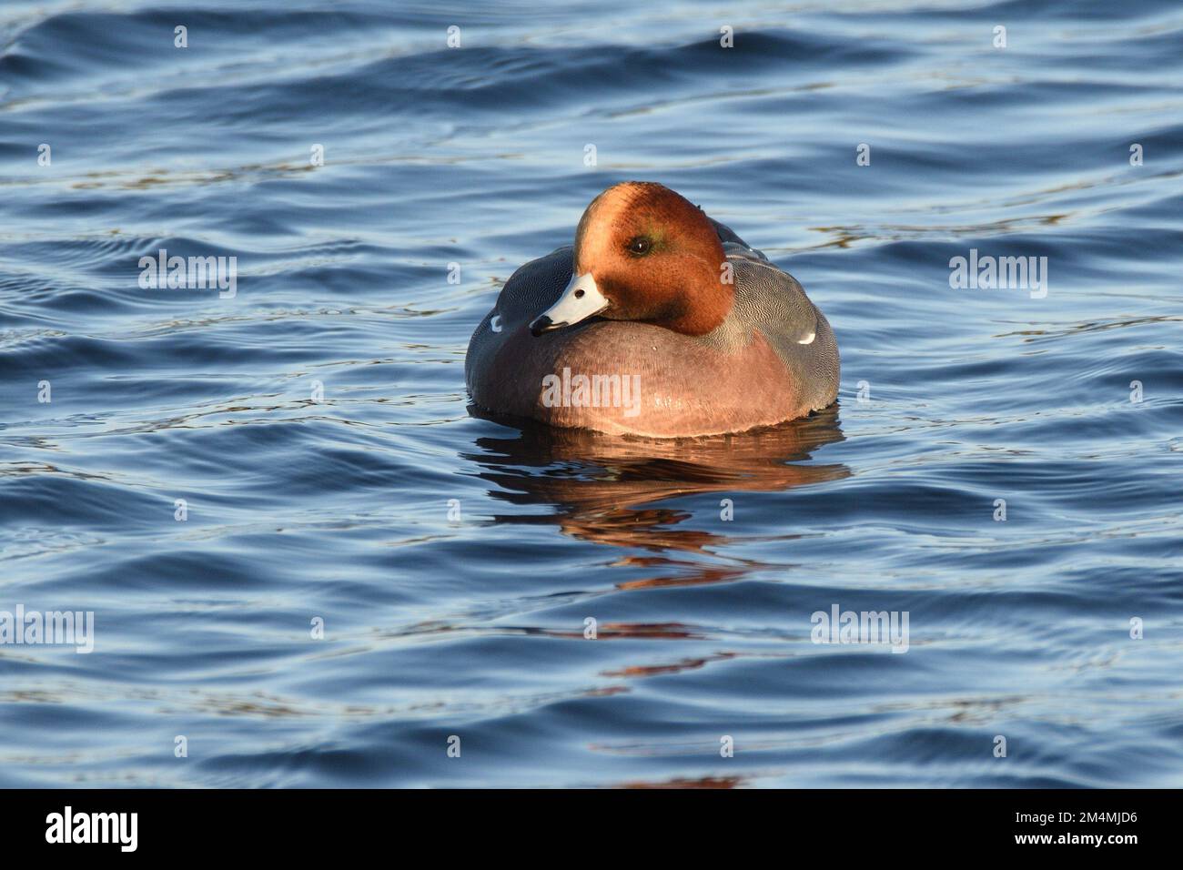 Eurasian Wigeon drake floating on a lake during a sunny winter day ...