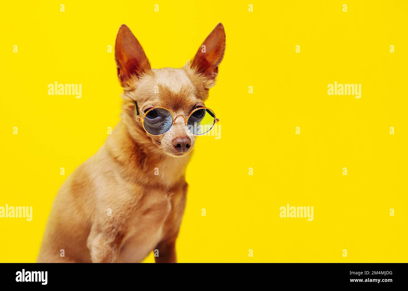 Pedigree dog Toy Terrier in sunglasses against yellow background Stock ...