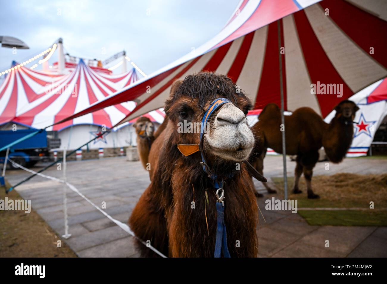 Potsdam, Germany. 21st Dec, 2022. Camels from Circus Arena stand in ...